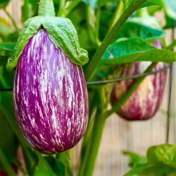 Aubergine Raspberry Ripple F1 Seeds | Quality Seeds from Sow Seeds Ltd