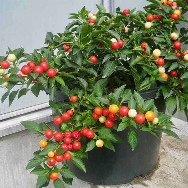 Chilli Pepper Balls of Fire Seeds | Quality Seeds from Sow Seeds Ltd