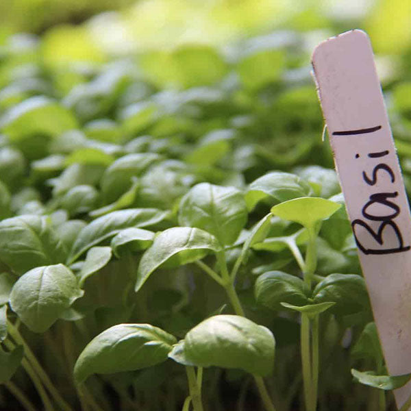 Basil Microgreens Seeds | Quality Seeds from Sow Seeds Ltd