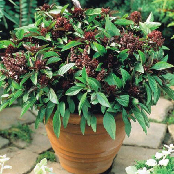 Herb Basil Siam Queen Seeds | Quality Seeds from Sow Seeds Ltd