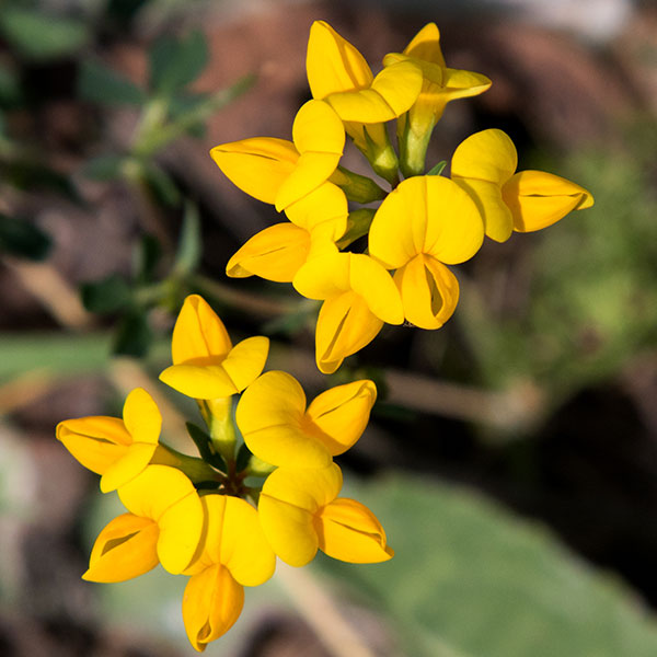 Green Manure Birdsfoot Trefoil Seeds | Quality Seeds from Sow Seeds Ltd