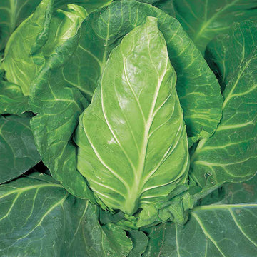 Buy Cabbage Seeds | Grow Your Own Vegetables | Sow Seeds
