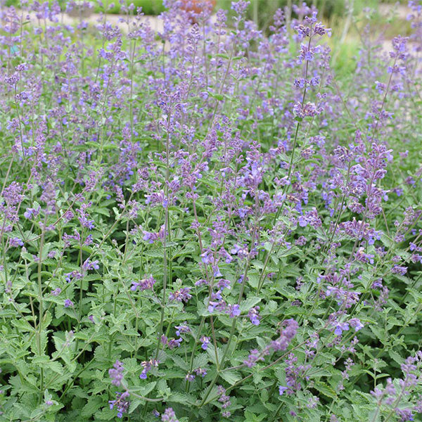 Herb Catnip Seeds | Quality Seeds from Sow Seeds Ltd