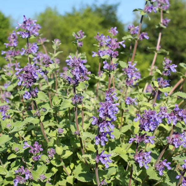 Herb Catnip Seeds | Quality Seeds from Sow Seeds Ltd