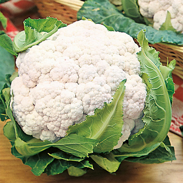 Cauliflower Snowball Seeds | Quality Seeds from Sow Seeds Ltd