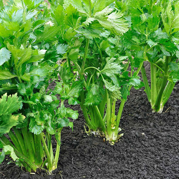 Celery Celebrity AGM Seeds | Quality Seeds from Sow Seeds Ltd