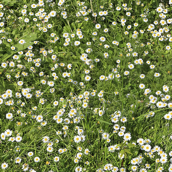 Herb Chamomile Lawn Seeds | Quality Seeds from Sow Seeds Ltd