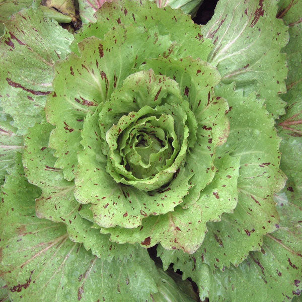 Chicory Variegata Di Castelfranco (Radicchio) Seeds | Quality Seeds ...