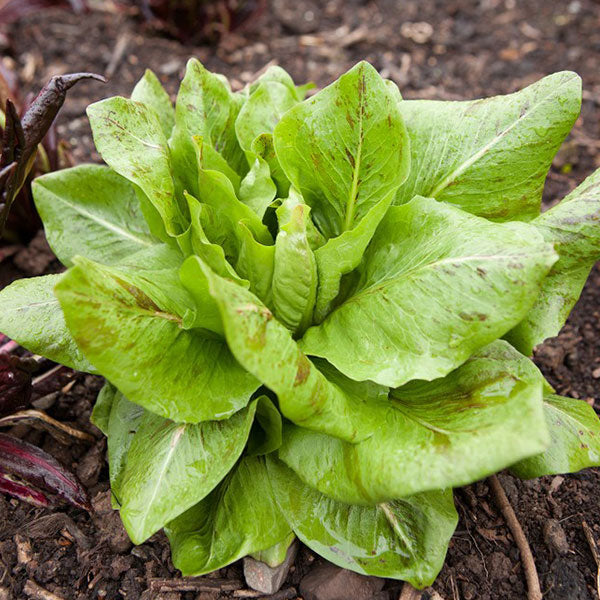 Chicory Variegata Di Castelfranco (Radicchio) Seeds | Quality Seeds ...