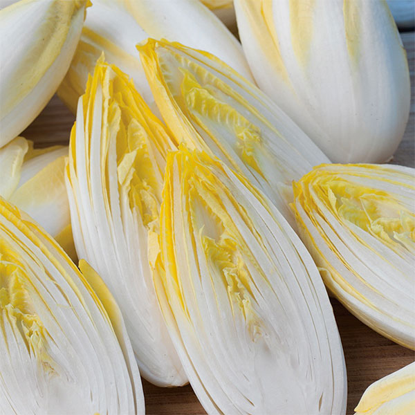 Chicory Brussels Witloof Seeds | Quality Seeds from Sow Seeds Ltd
