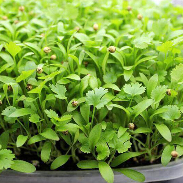 Coriander Microgreens Seeds | Quality Seeds from Sow Seeds Ltd