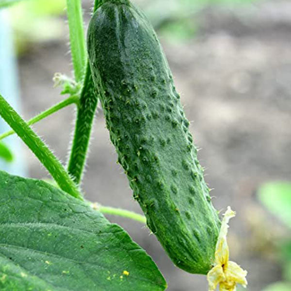 Cucumber Bush Champion Seeds | Quality Seeds from Sow Seeds Ltd
