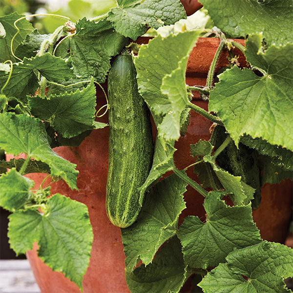 Cucumber Bush Champion Seeds | Quality Seeds from Sow Seeds Ltd