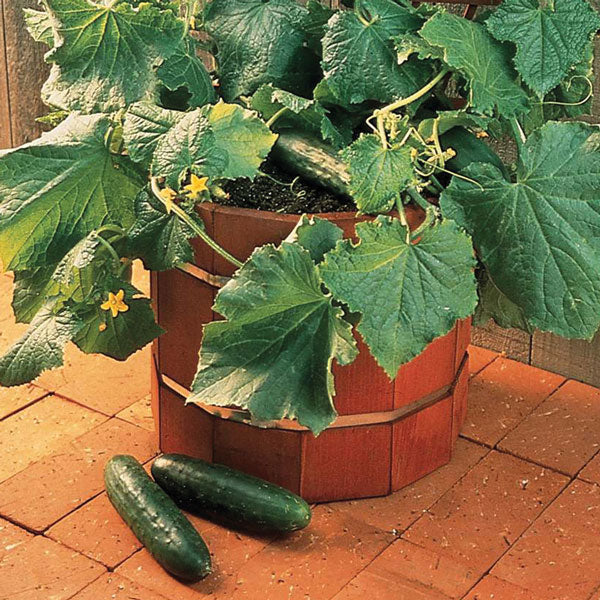 Cucumber Bush Champion Seeds | Quality Seeds from Sow Seeds Ltd