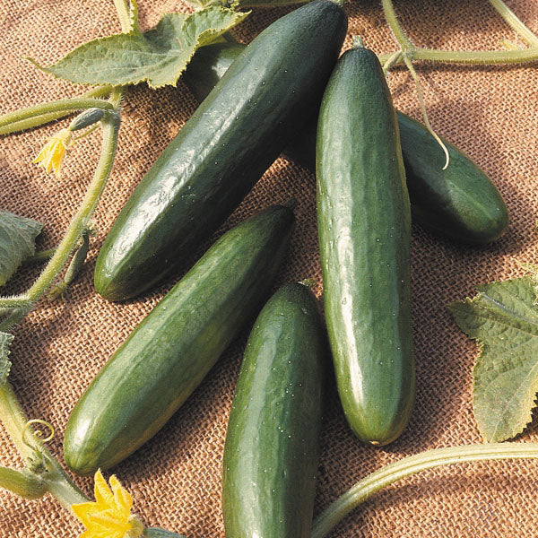 Cucumber Merlin F1 Seeds | Quality Seeds from Sow Seeds Ltd