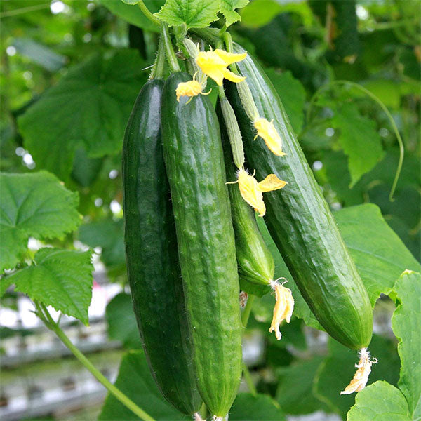 Cucumber Merlin F1 Seeds | Quality Seeds from Sow Seeds Ltd