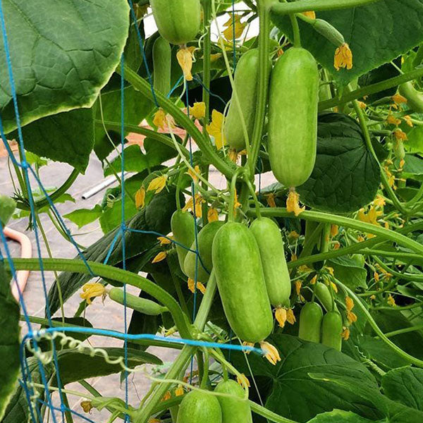 Cucumber Party Time Seeds | Quality Seeds from Sow Seeds Ltd