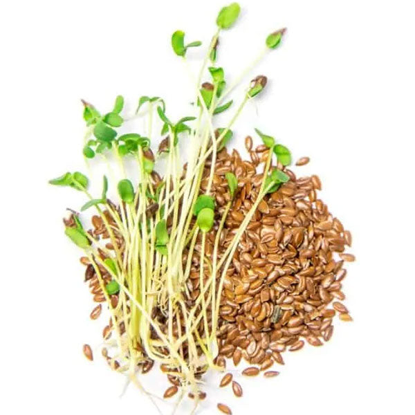 Flax (Brown Linseed) Microgreens Seeds | Quality Seeds from Sow Seeds Ltd