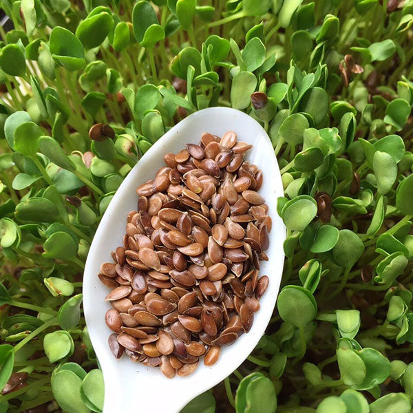 Flax (Brown Linseed) Microgreens Seeds | Quality Seeds from Sow Seeds Ltd