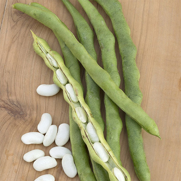 French Bean Climbing Cobra AGM Seeds | Quality Seeds from Sow Seeds Ltd