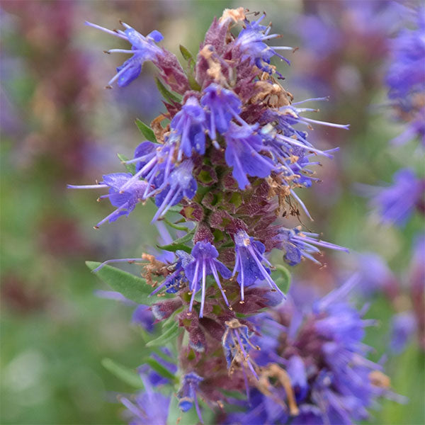 Herb Hyssop Seeds | Quality Seeds from Sow Seeds Ltd
