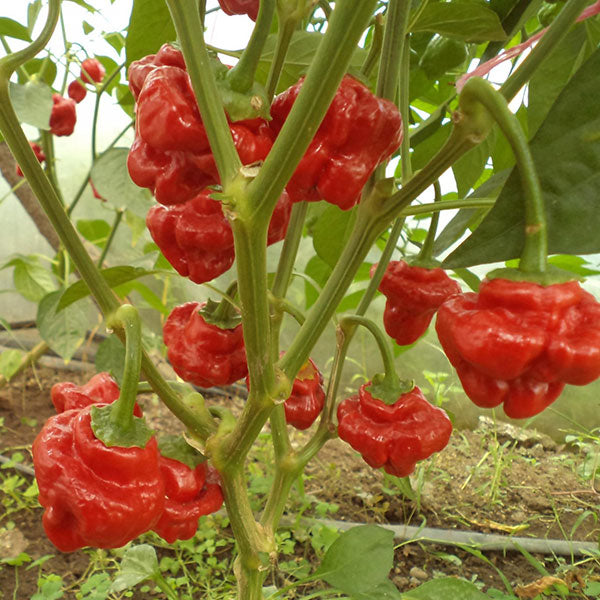 Chilli Pepper Jamaican Scotch Red Seeds | Quality Seeds from Sow Seeds Ltd