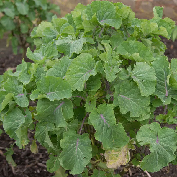 Kale 'Borecole' Cottagers Seeds | Quality Seeds from Sow Seeds Ltd