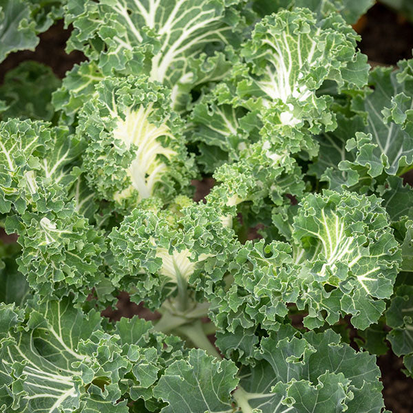 Kale Emerald Ice Seeds (AGM) | Quality Seeds from Sow Seeds Ltd
