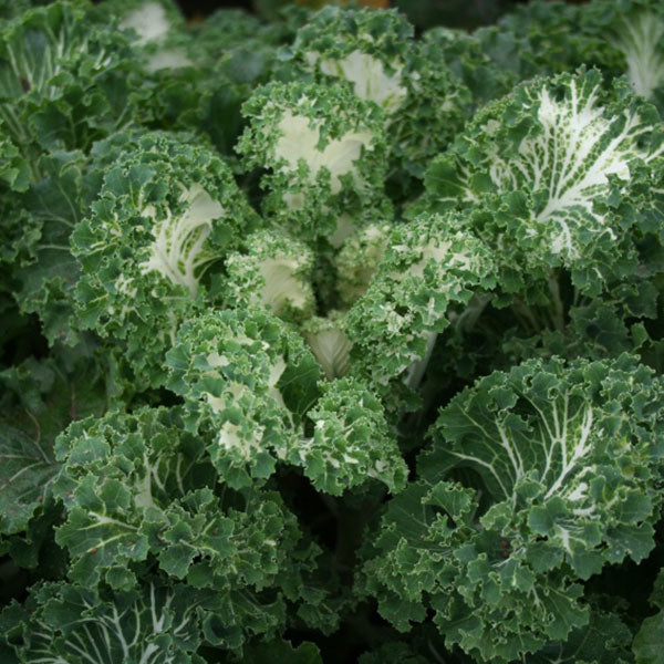 Kale Emerald Ice Seeds (AGM) | Quality Seeds from Sow Seeds Ltd