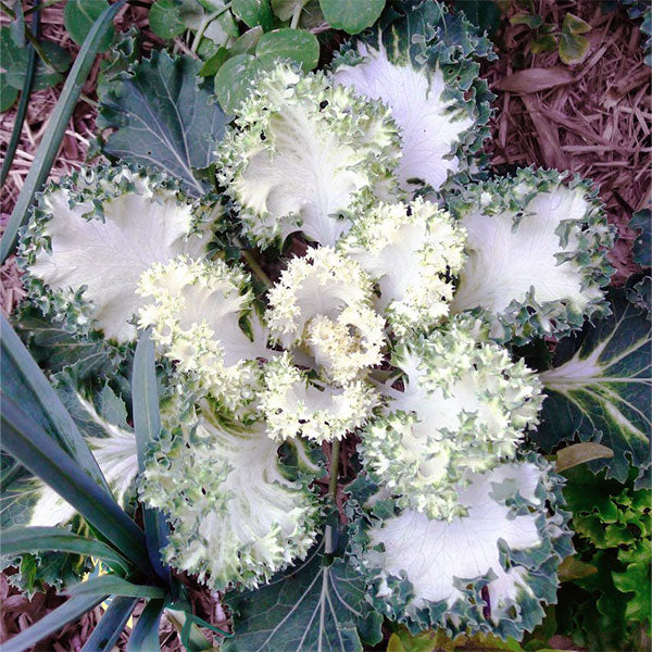 Kale Emerald Ice Seeds (AGM) | Quality Seeds from Sow Seeds Ltd