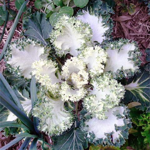 Kale Seeds - Grow your own vegetables | Sow Seeds