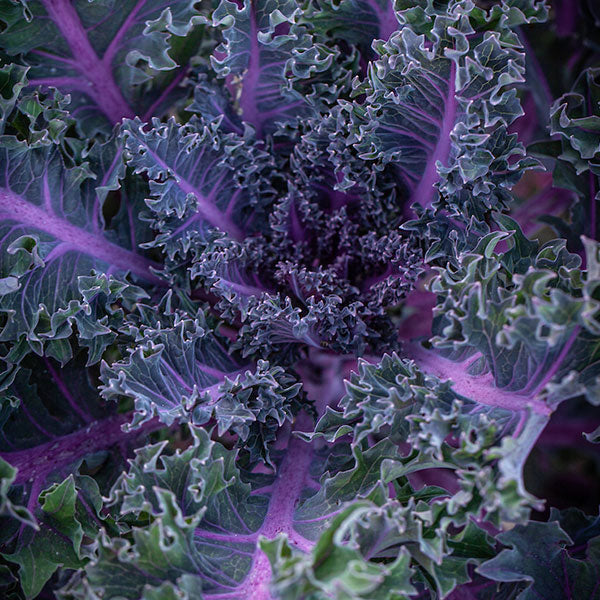 Kale 'Borecole' Midnight Sun Seeds | Quality Seeds from Sow Seeds Ltd