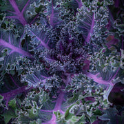 Kale Seeds - Grow your own vegetables | Sow Seeds