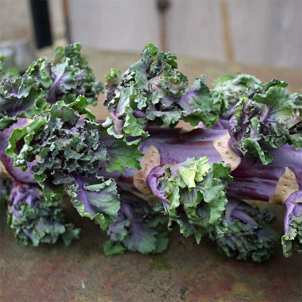 Kalettes (Flower Sprout Petit Posy) Seeds | Quality Seeds from Sow ...