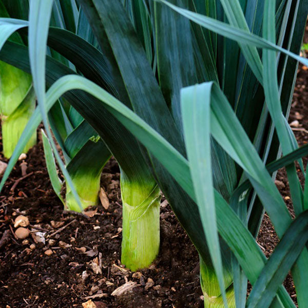 Leek Below Zero F1 Seeds | Quality Seeds from Sow Seeds Ltd