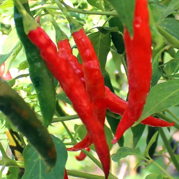 Chilli Pepper Mirch Masala Seeds | Quality Seeds from Sow Seeds Ltd