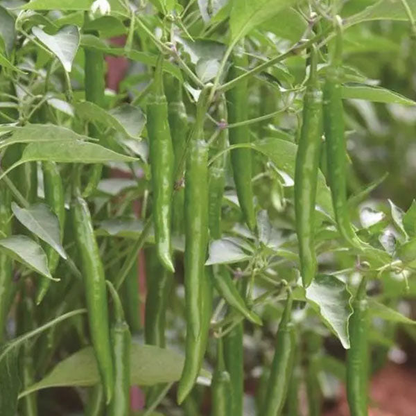 Green Chilli Tree Give Your Chilli Plants These Perfect Conditions For