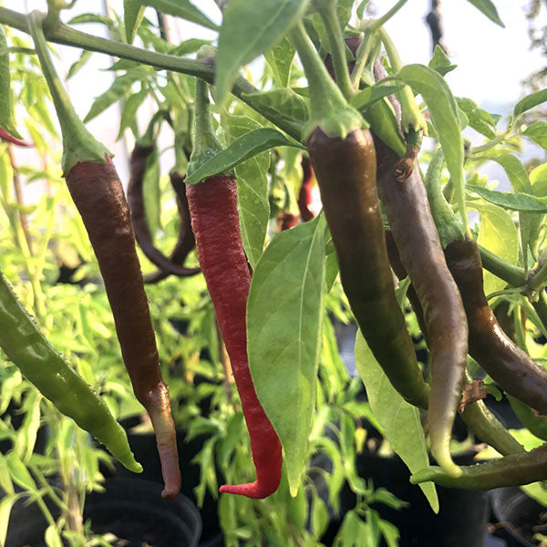 Chilli Pepper Mirch Masala Seeds | Quality Seeds from Sow Seeds Ltd