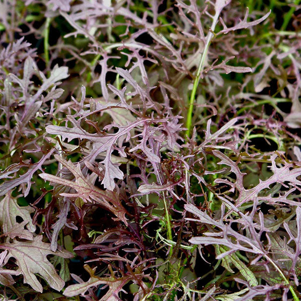 Mustard Red Frills Seeds | Quality Seeds from Sow Seeds Ltd