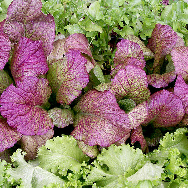 Mustard Red Giant Seeds | Quality Seeds from Sow Seeds Ltd