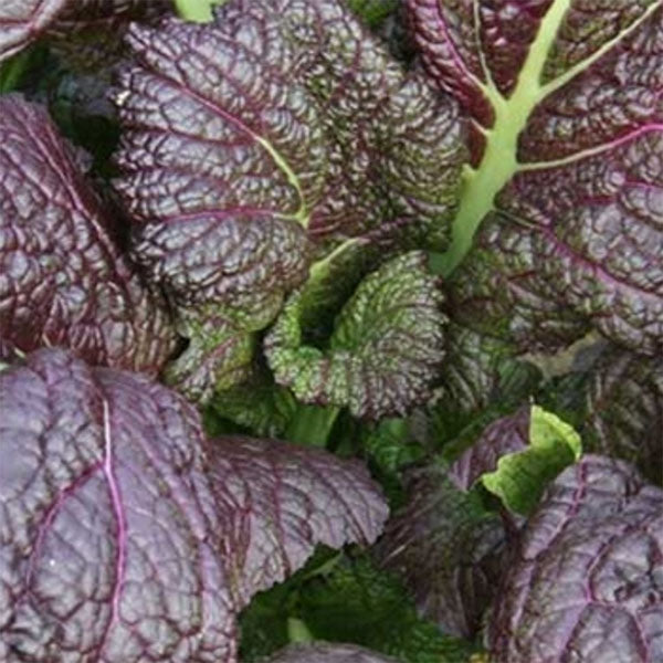 Mustard Red Giant Seeds | Quality Seeds from Sow Seeds Ltd