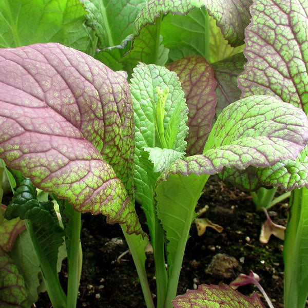 Mustard Red Giant Seeds | Quality Seeds from Sow Seeds Ltd