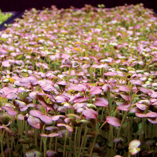 Mustard Red Microgreens Seeds | Quality Seeds from Sow Seeds Ltd