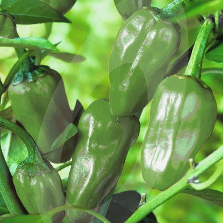 Chilli Pepper Padron Seeds | Quality Seeds from Sow Seeds Ltd