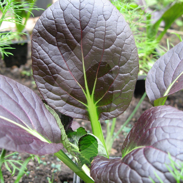 Pak Choi Red Choi F1 Seeds (AGM) | Quality Seeds from Sow Seeds Ltd