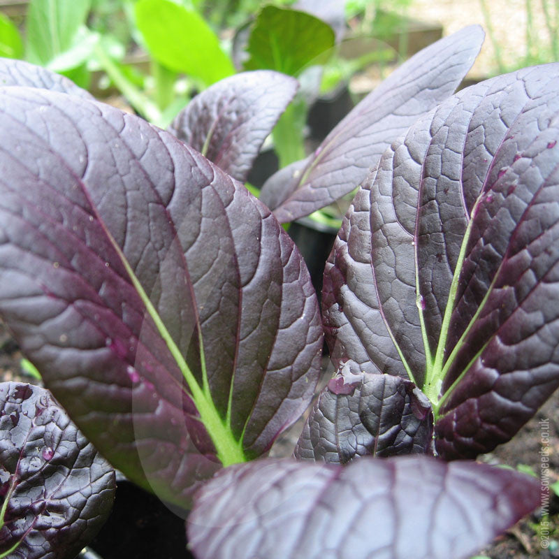 Pak Choi Red Choi F1 Seeds (AGM) | Quality Seeds from Sow Seeds Ltd