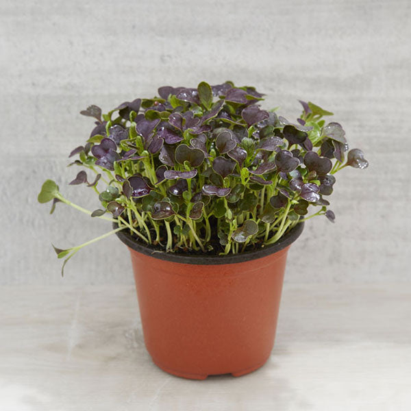 Pak Choi Red Microgreens Seeds | Quality Seeds from Sow Seeds Ltd