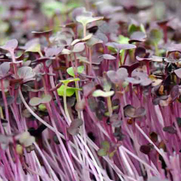 Pak Choi Red Microgreens Seeds | Quality Seeds from Sow Seeds Ltd