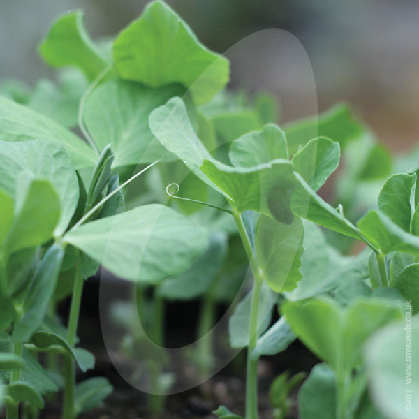 Pea Shoots Microgreens Sprouting Seeds | Quality Seeds from Sow Seeds Ltd