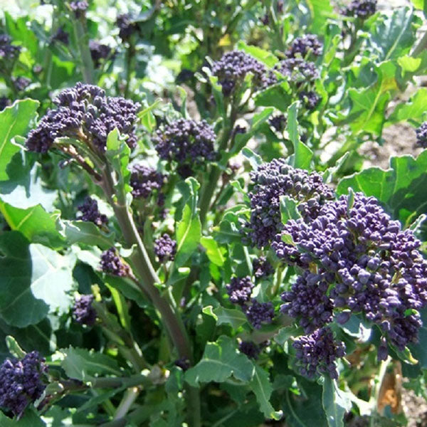 Purple Sprouting Broccoli Early Seeds | Quality Seeds from Sow Seeds Ltd